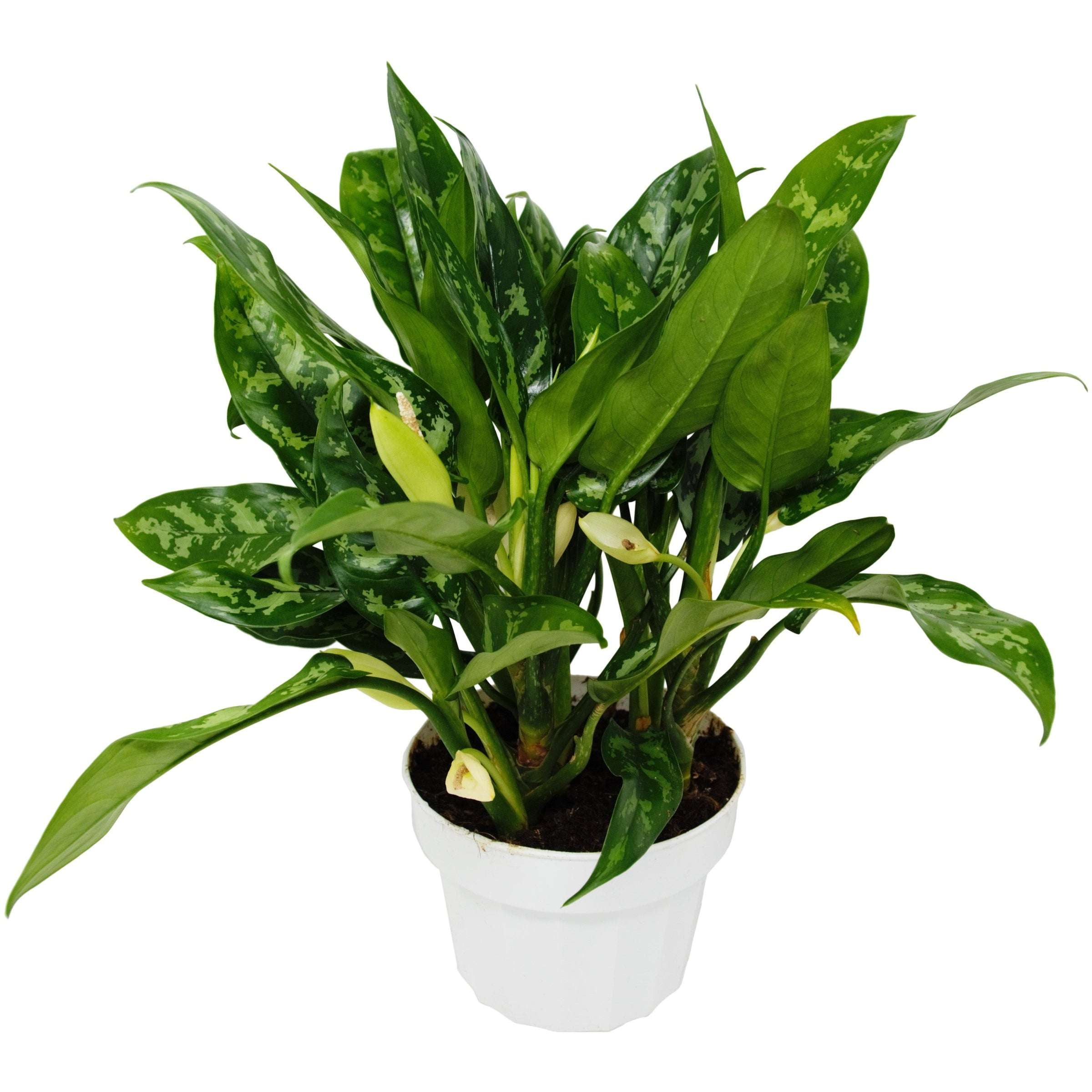 Chinese Evergreen Maria Live Plant for Indoor | Different Houseplants ...