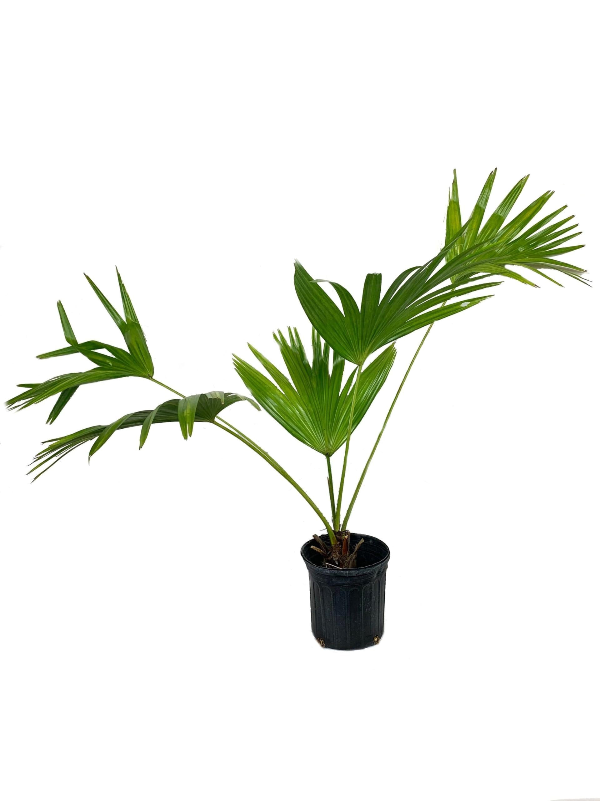 Chinese Fan Palm - Live Plant in a 4 Inch Growers Pot - Livistona ...