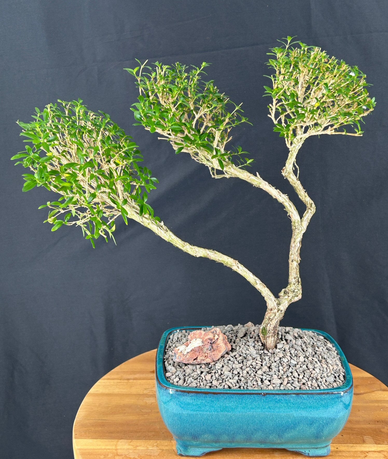 Chinese Flowering White Serissa Bonsai Tree – Indoor Flowering Bonsai ...