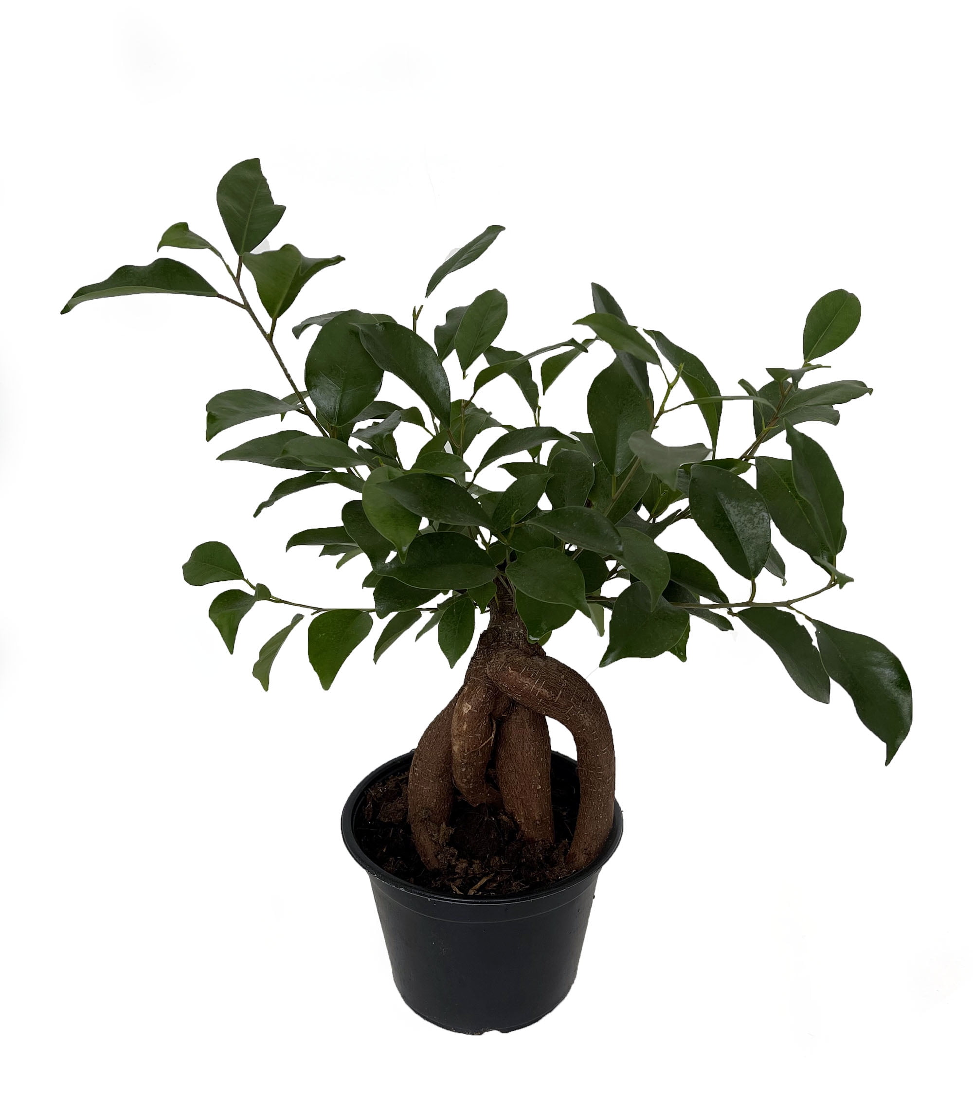 Chinese Ginseng Ficus Bonsai Tree - 6" Pot - House Plant or Bonsai ...