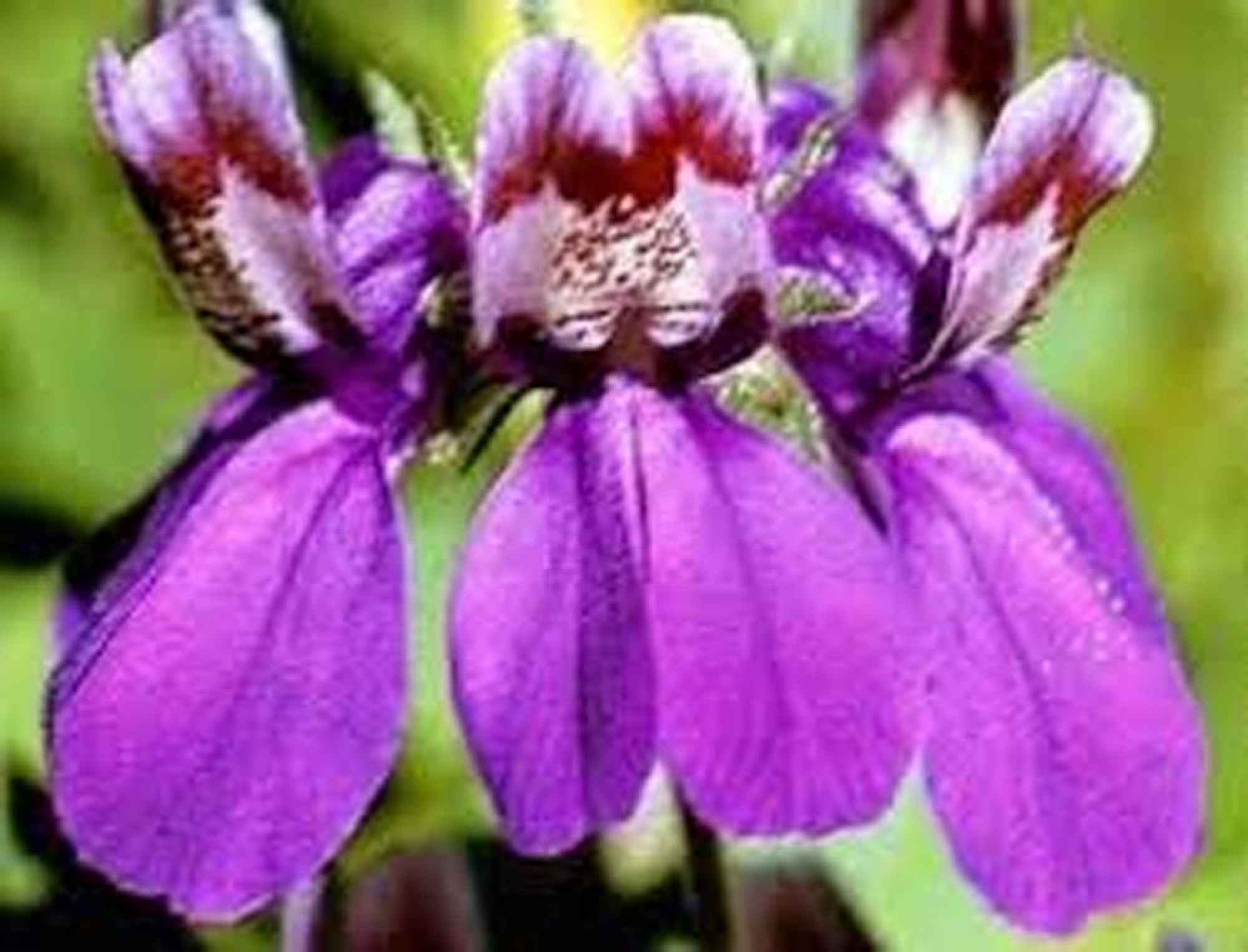 Chinese Houses 500 ct, Collinsia heterophylla, Unique Delicate Flower ...