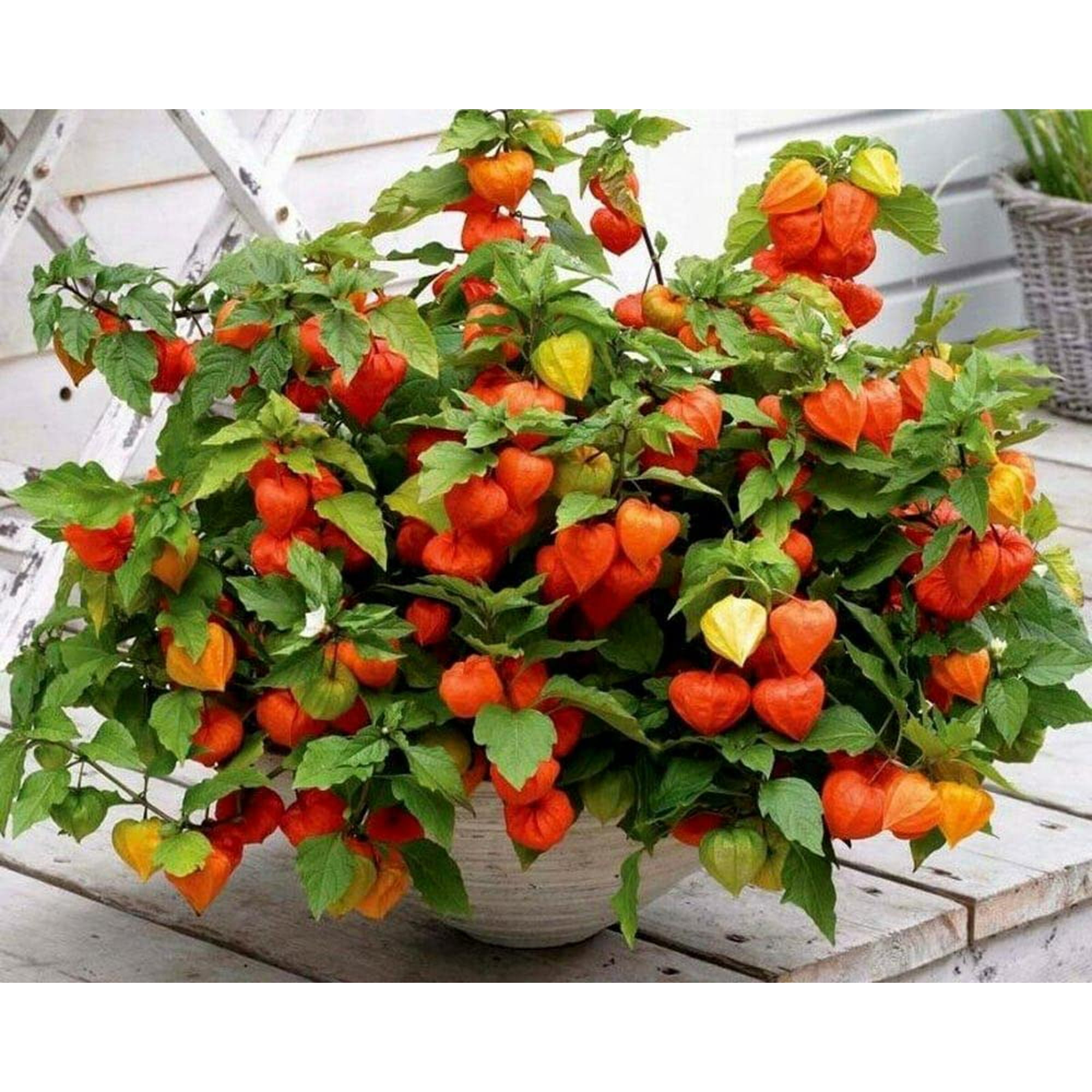 Chinese Lantern Flower Centerpiece