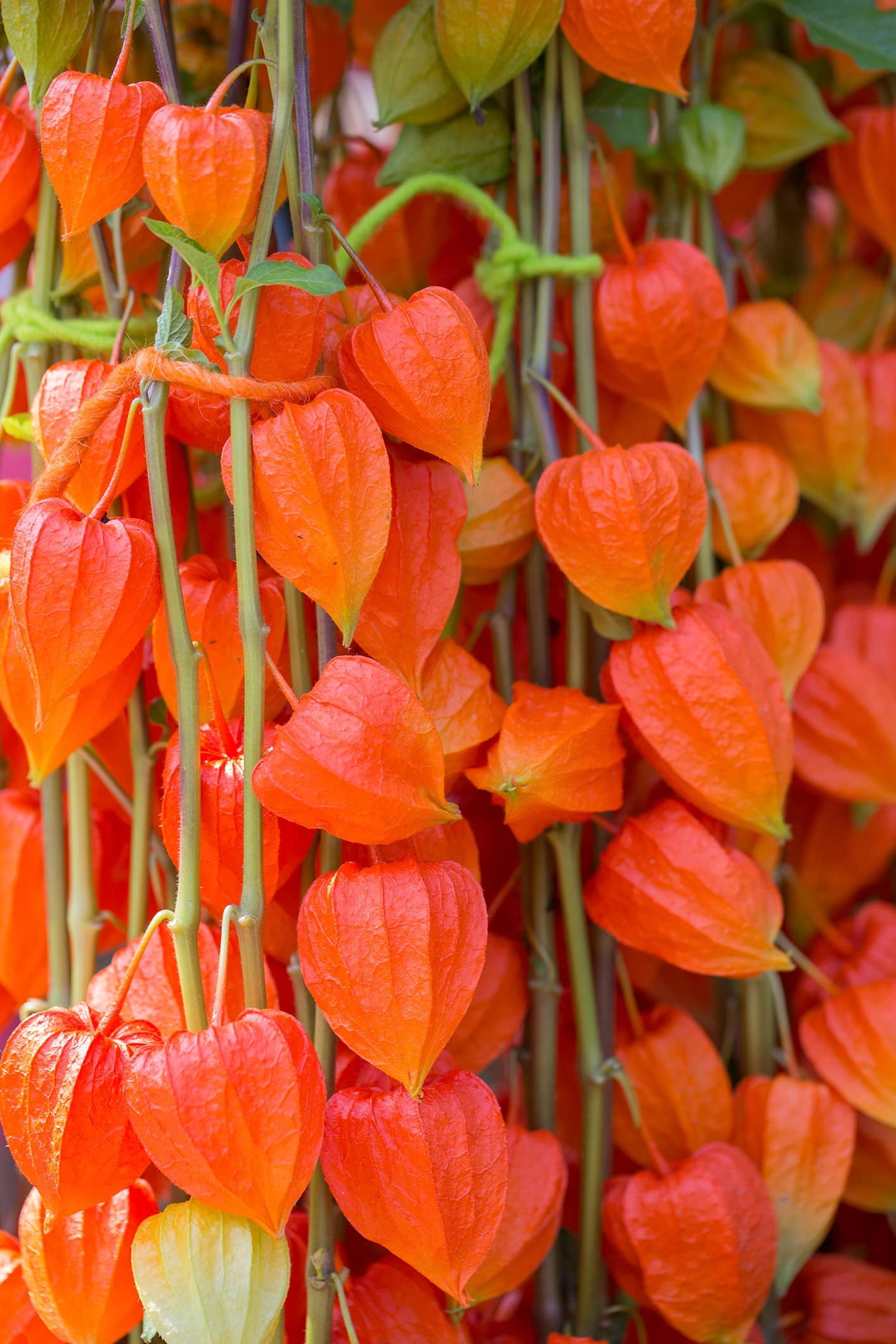 Edible Garden Flower: 100+ Chinese Lantern Seeds for Planting ...