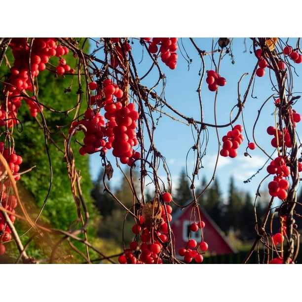 Chinese Magnolia Vine Seeds for Planting (10 Seeds) - Schisandra ...