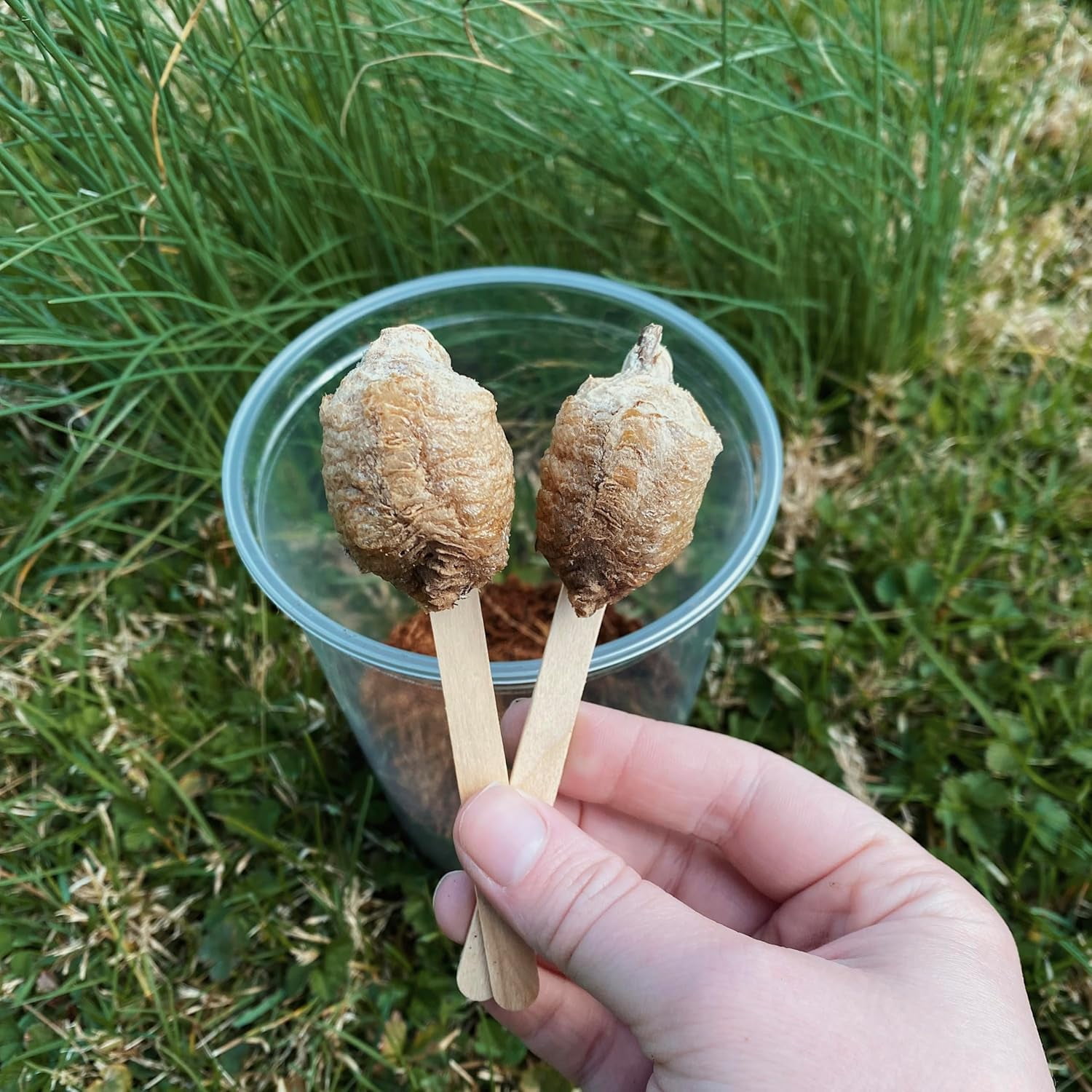 Chinese Mantis Egg Hatching Kit - 2 Eggs Fresh for The Season - Walmart.com