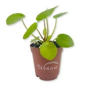 Pilea Red Stem