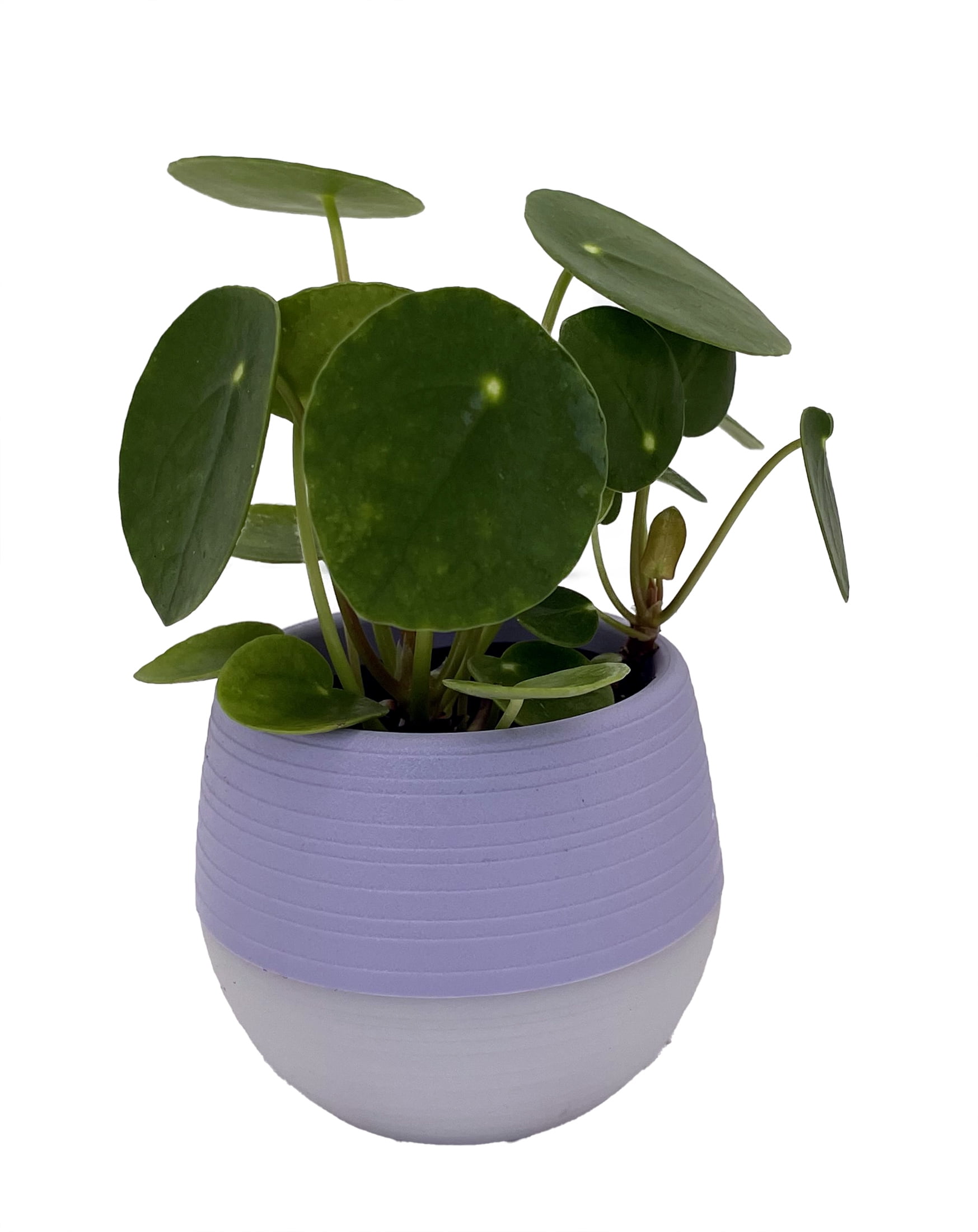 Chinese Money Plant - Pilea peperomioides in 3" Purple Self Watering ...