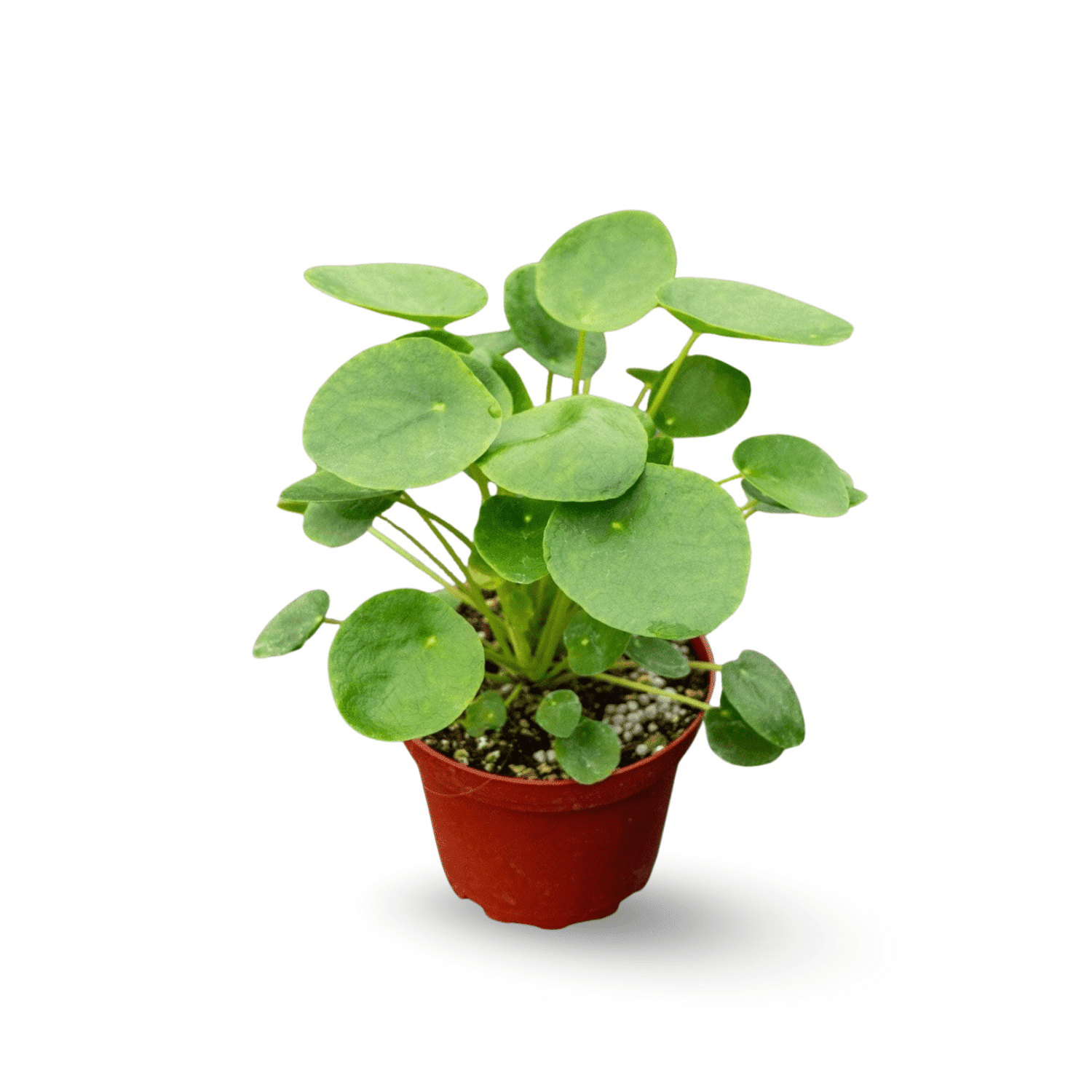 Chinese Money Plant in 4 Inch Pot, Flourish Indoor Houseplant, 5-7 Inch ...
