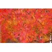 Red Flame Willow Trees - Burning Bush - Fast Growing and Stunning Color ...