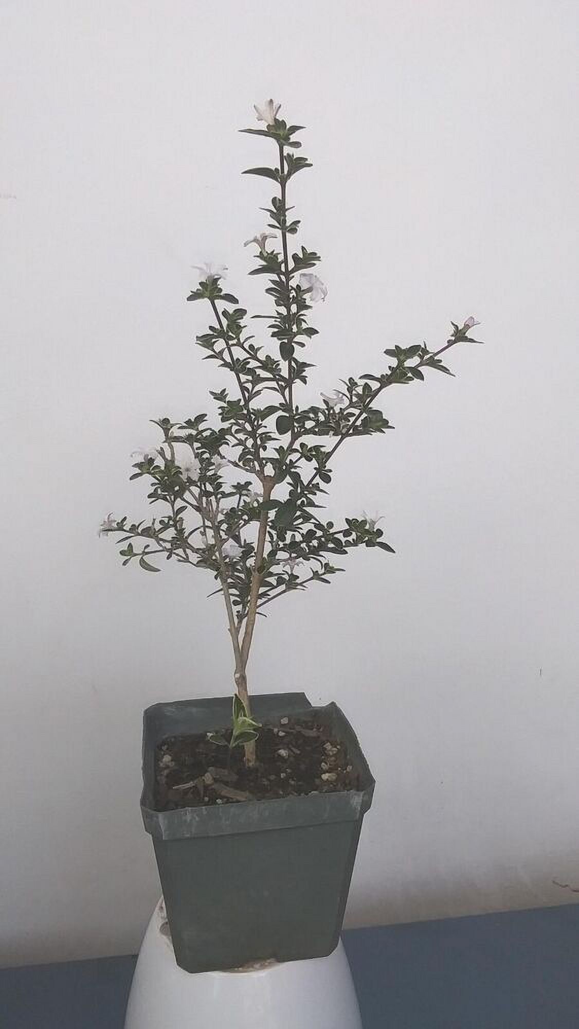 Chinese Serissa 'Mt. Fuji' Pre-Bonsai Tree - 4 Inch - Flowering for ...