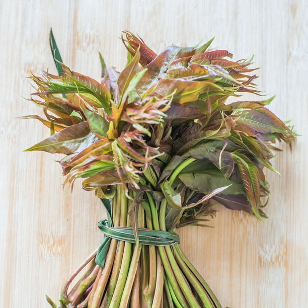 Chinese Toon Seeds - North Red - 5 Lb Bulk ~12000 Seeds - Non-GMO ...