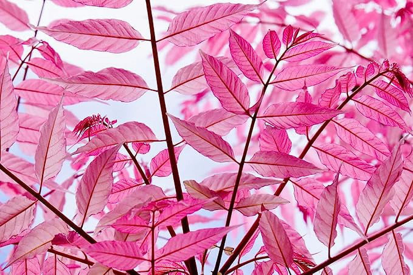 CZ Grain Chinese Toon Tree Seeds (30 Pack), Rare Pink Leafs, Toona sinensis Plant Seeds ...