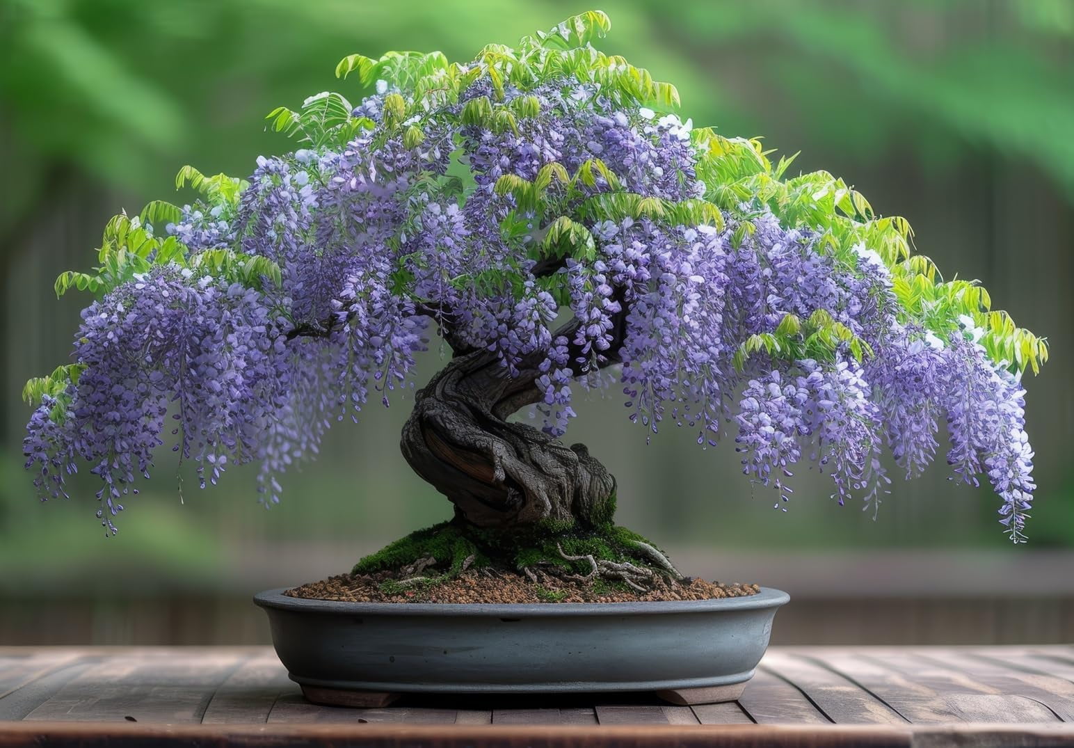 Chinese Wisteria Bonsai Tree Seedling for Planting - 1 Year Old Well ...