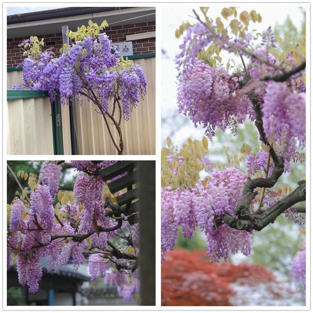 Chinese Wisteria Tree Seeds, Bonsai Seeds, Pack H2FSDof 30 Bonsai Tree ...