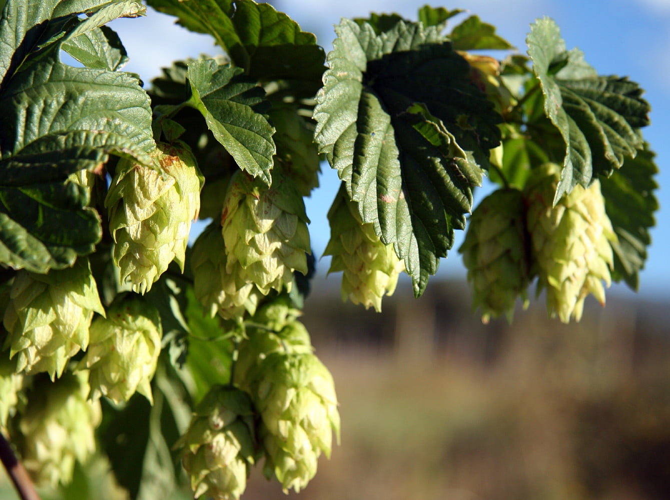 Chinook Beer Hops Vine - Humulus - Grow your own Beer! - 2.5" Pot ...