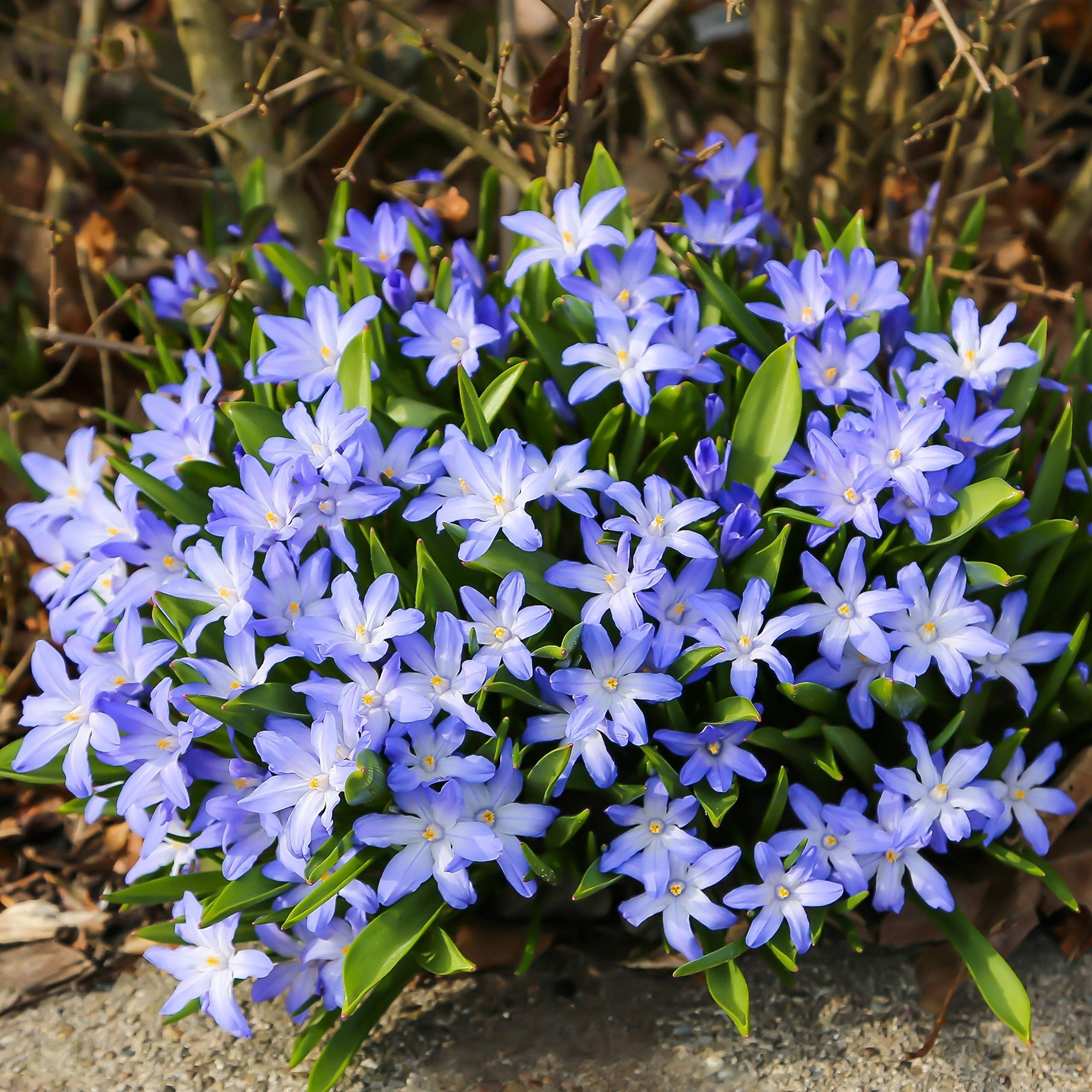 Chionodoxa Luciliae 'Glory of The Snow' (Scilla luciliae) Size 5/+ cm ...