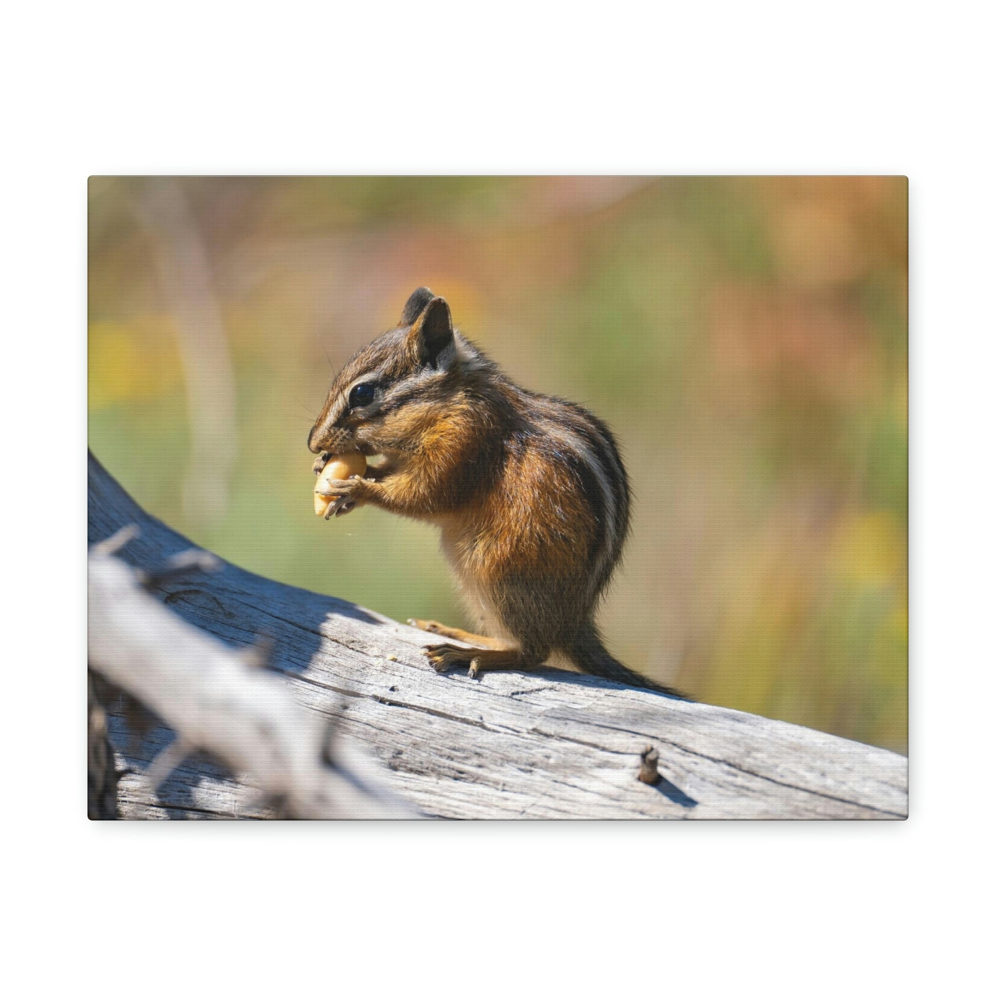 Chipmunk Hunting Chipmunk on Hunt Print Animal Wall Art Wildlife Canvas ...