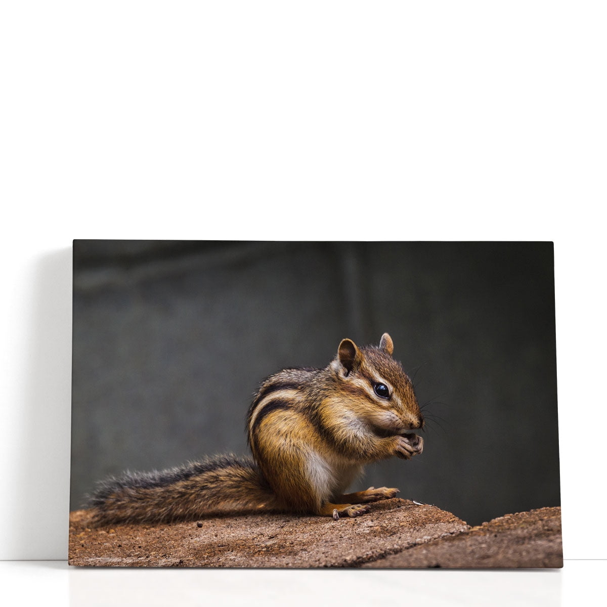 Chipmunk With Stone in His Cute Hands - Wrapped Canvas Print Wall Art ...