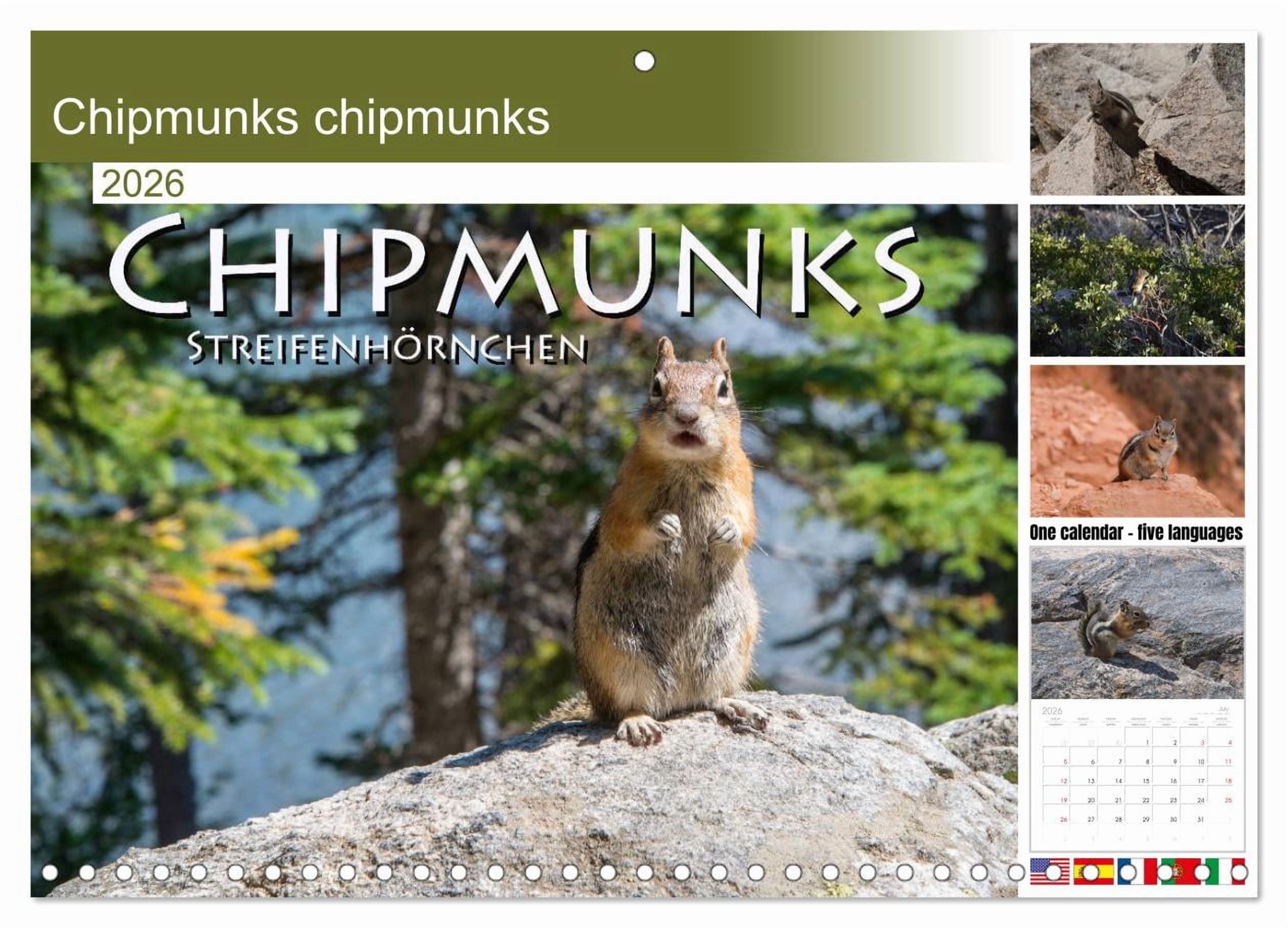 Chipmunks chipmunks (Monthly Wall Calendar 2026 16.5 x 23.4 (open ...
