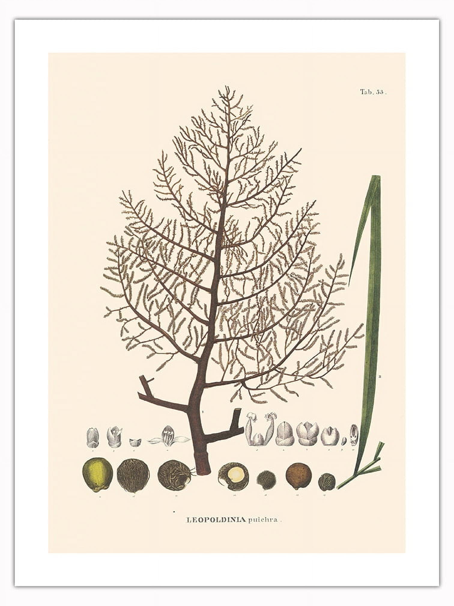 Chiqui-Chiqui Palm Tree (Leopoldinia Pulchra) - Vintage Botanical ...