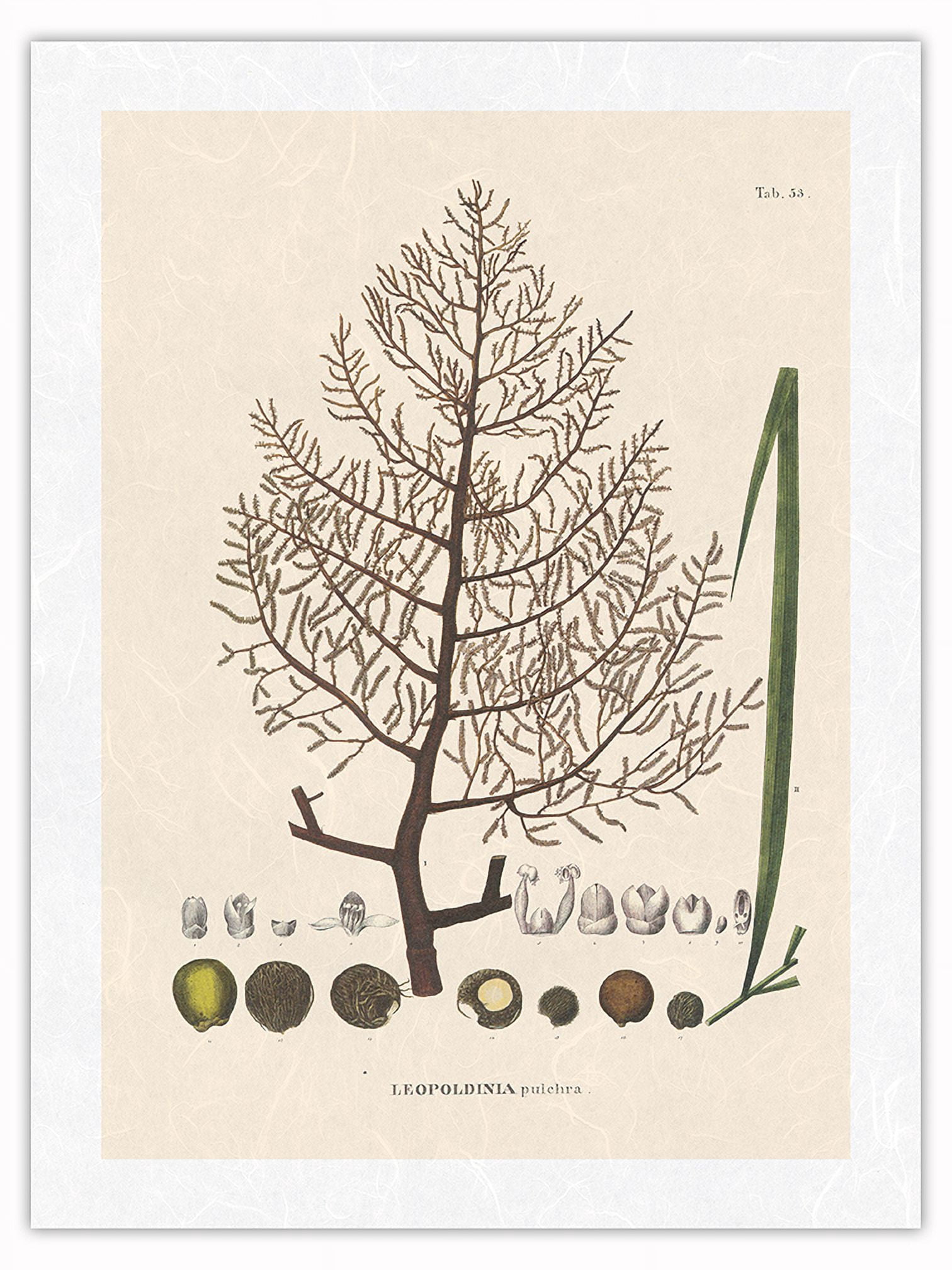 Chiqui-Chiqui Palm Tree (Leopoldinia Pulchra) - Vintage Botanical ...