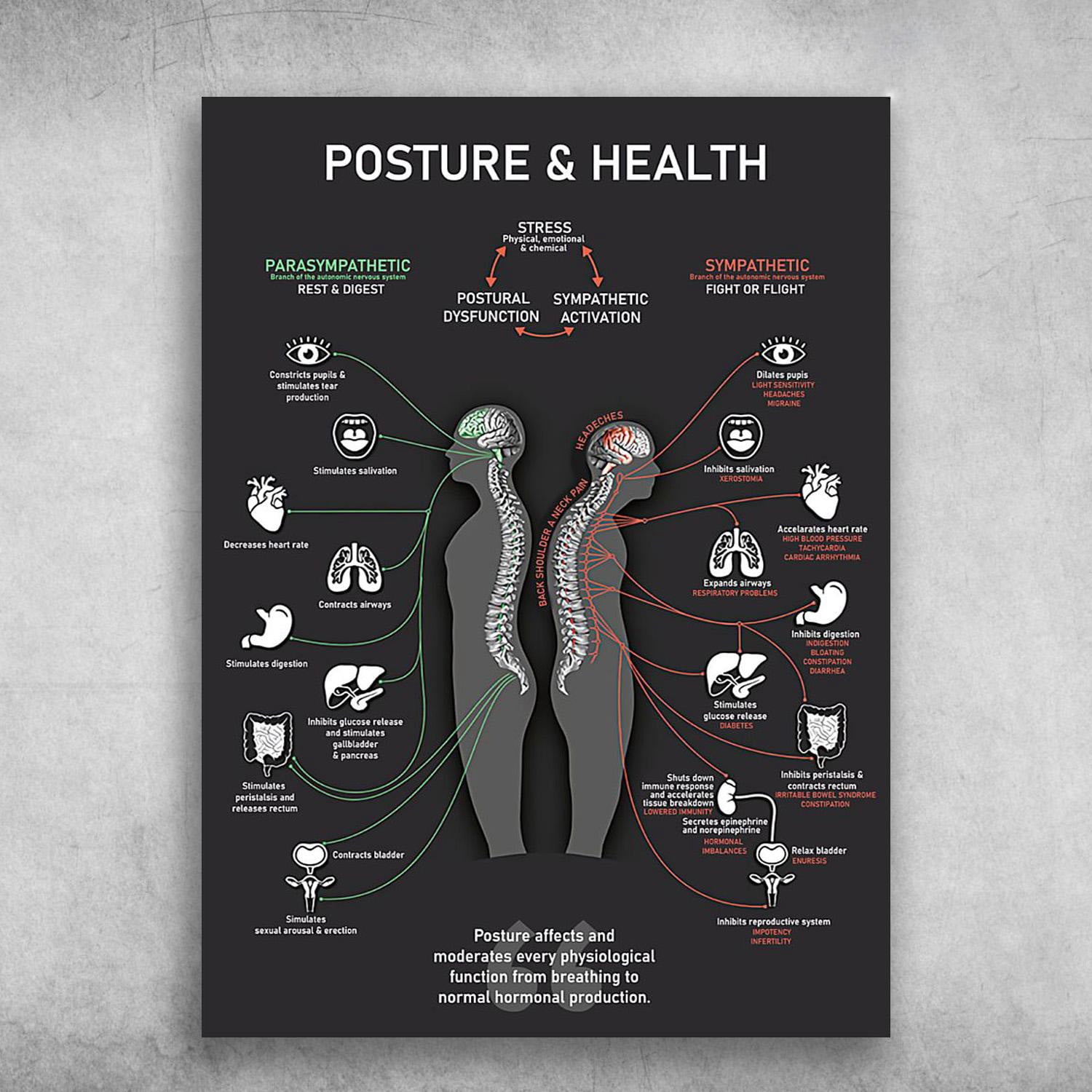 Chiropractic Poster, Posture And Heath, Parasympathetic, Rest And ...