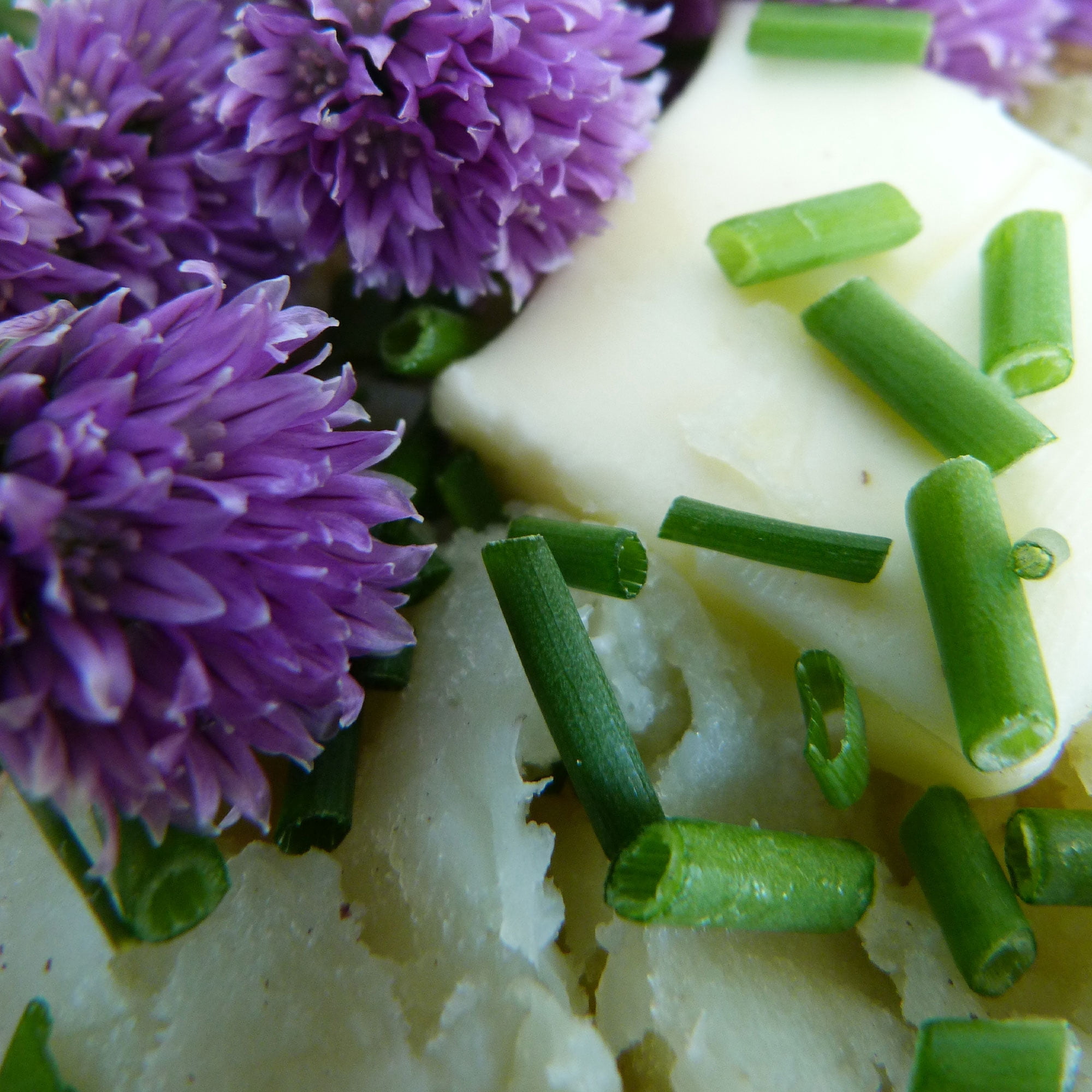 Chive Seeds - 1 g ~250 Seeds - Non-GMO, Open Pollinated, Culinary Herb ...