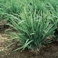 Chive Seeds, Herb, Heirloom, Non GMO, 200+ Seeds, Great Fresh or Dried ...