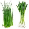 Chives (150 Units) - Fresh, Organic for Outdoor/Yard All-Natural Flavor ...