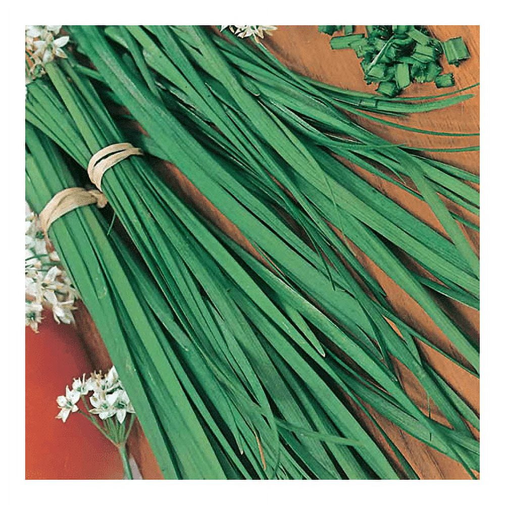 Chives Great Herb Heirloom Vegetable BULK 1 Lb Seeds - Walmart.com