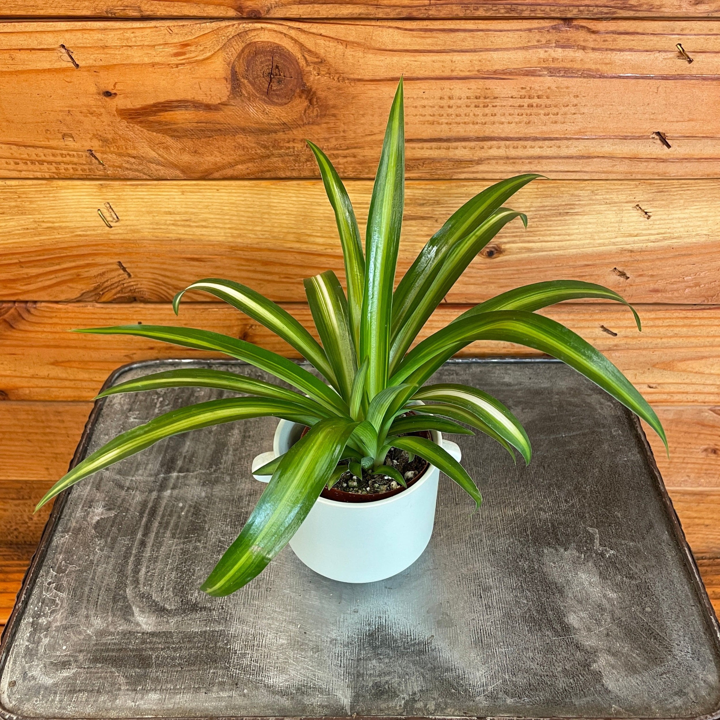 Chlorophytum Hawaiian Spider, 2" Plant, The Plant Farm - Walmart.com