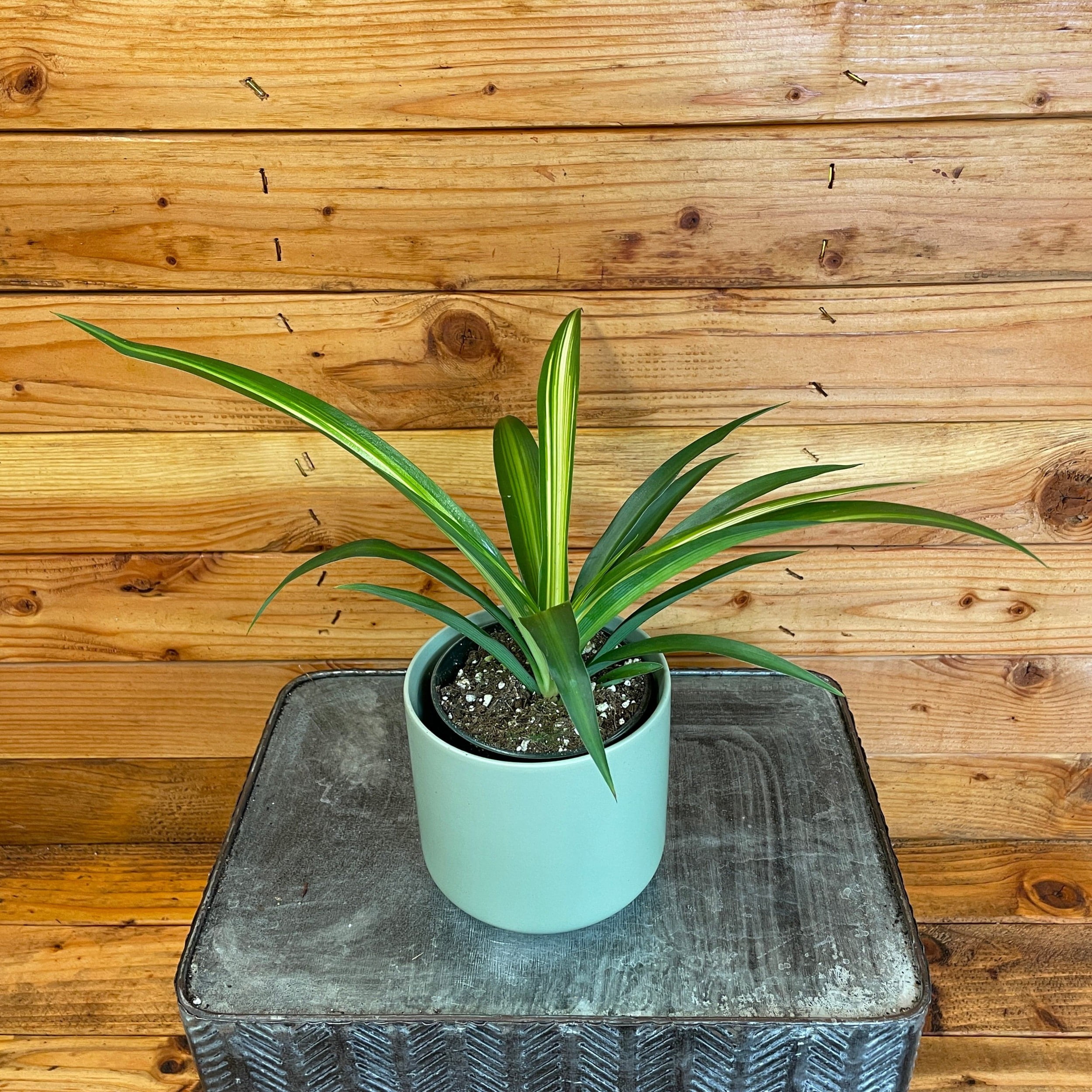 Chlorophytum Hawaiian Spider, 4" Plant, The Plant Farm - Walmart.com