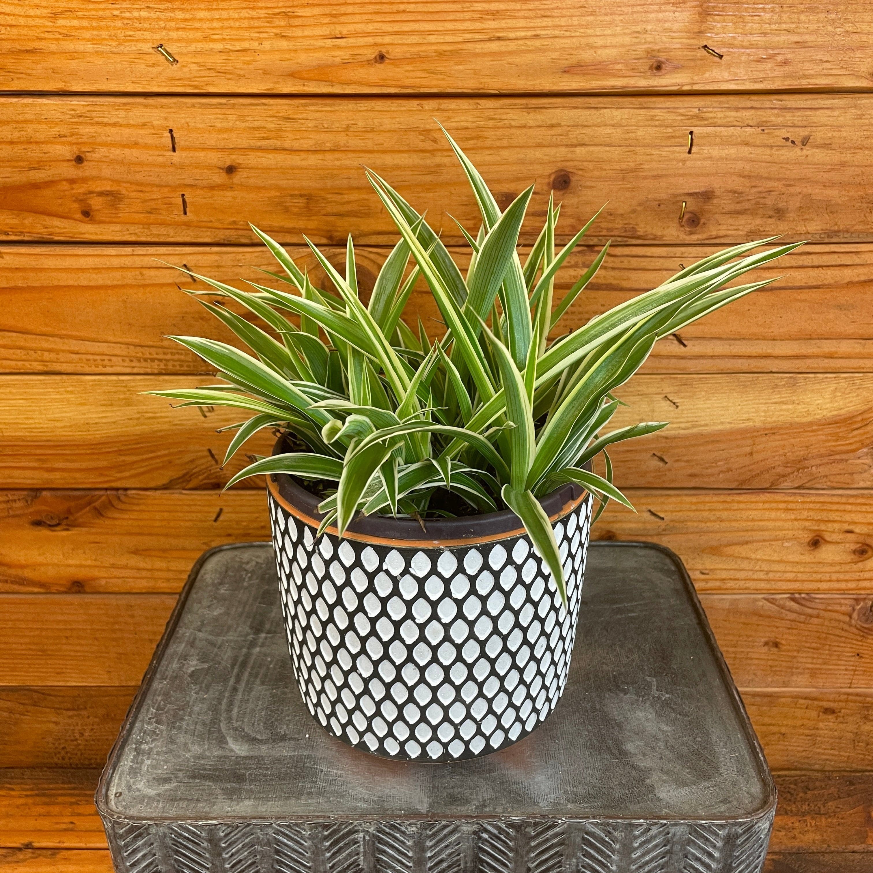 Chlorophytum Irish Spider, 6" Plant, The Plant Farm - Walmart.com