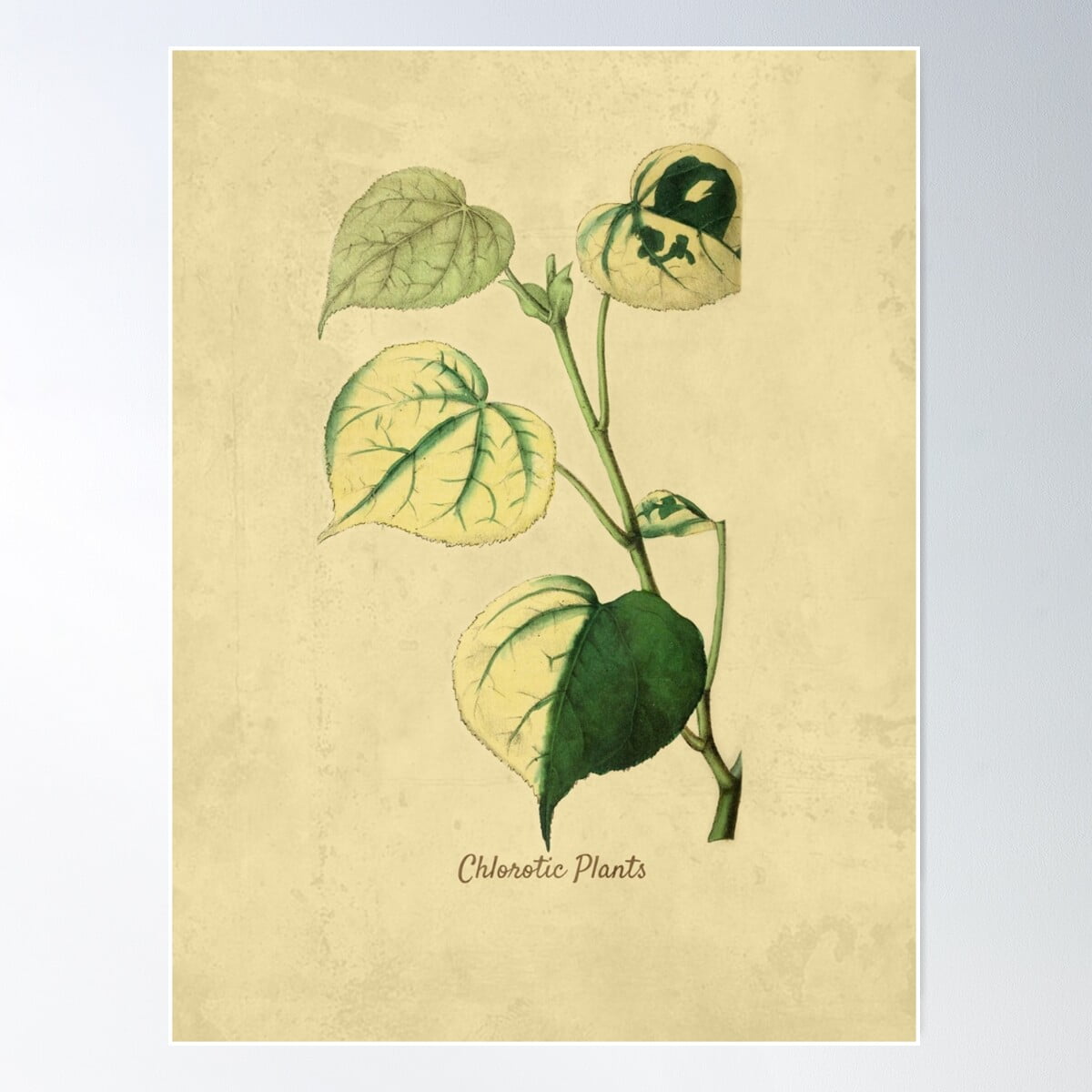 Chlorotic Plants With Details Poster Wall Art, Modern Wall Decor For ...