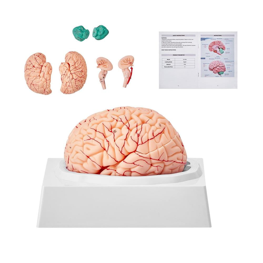 Choco Moon Life-Size Human Brain Anatomy Model, 9 Sections, Detailed Labels, Perfect for Science ...