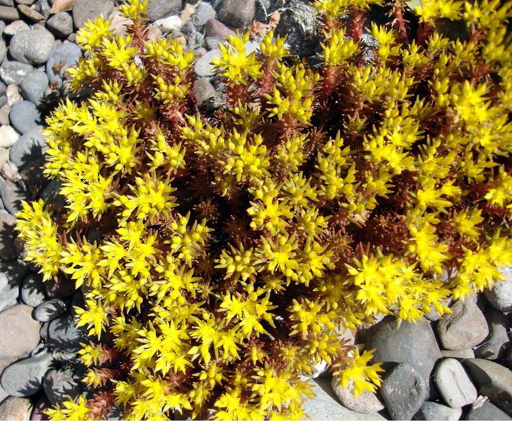 Chocolate Ball Sedum - 4 Plants - Hardy Perennial Groundcover - 1 3/4 ...