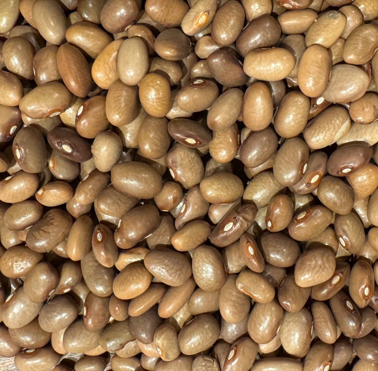 Chocolate Bayo Frijol Bean Heirloom Seeds for Planting Packet - Walmart.com