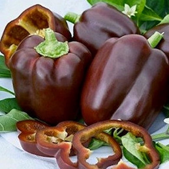 Chocolate Beauty Pepper | Two Live Garden Plants | Non-GMO, Sweet ...
