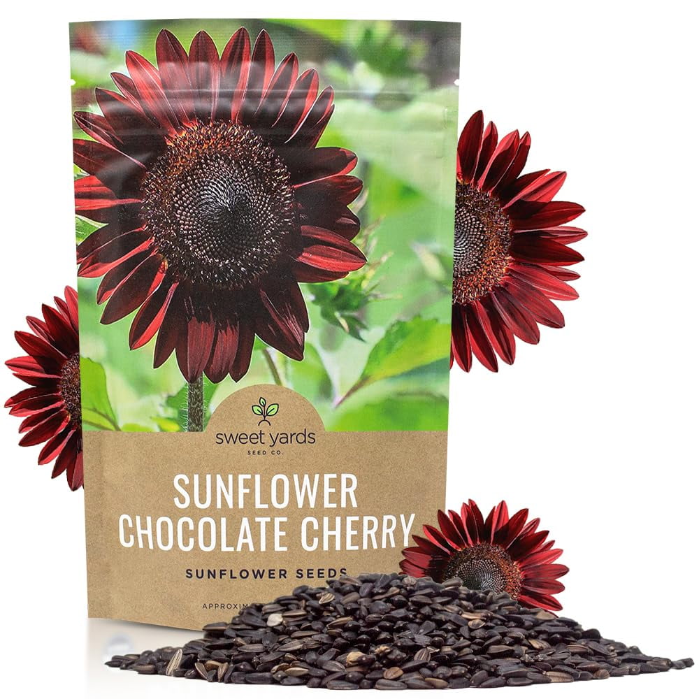 Chocolate Cherry Sunflower TWE5 Seeds - Bulk 1/4 Pound Bag - Over 5,000 ...