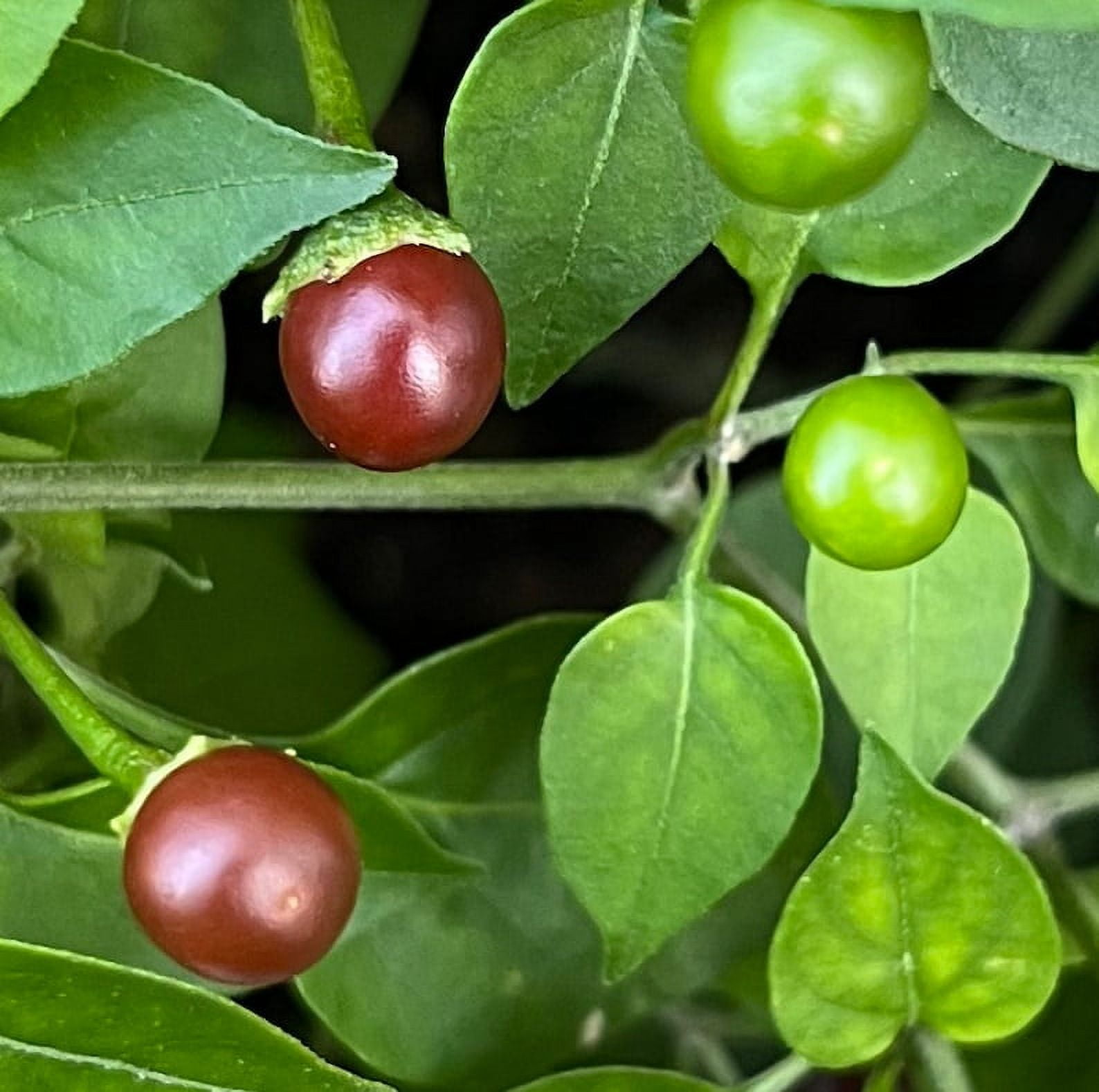 Chocolate Chiltepin Heirloom Pepper Premium Seed Packet - Walmart.com