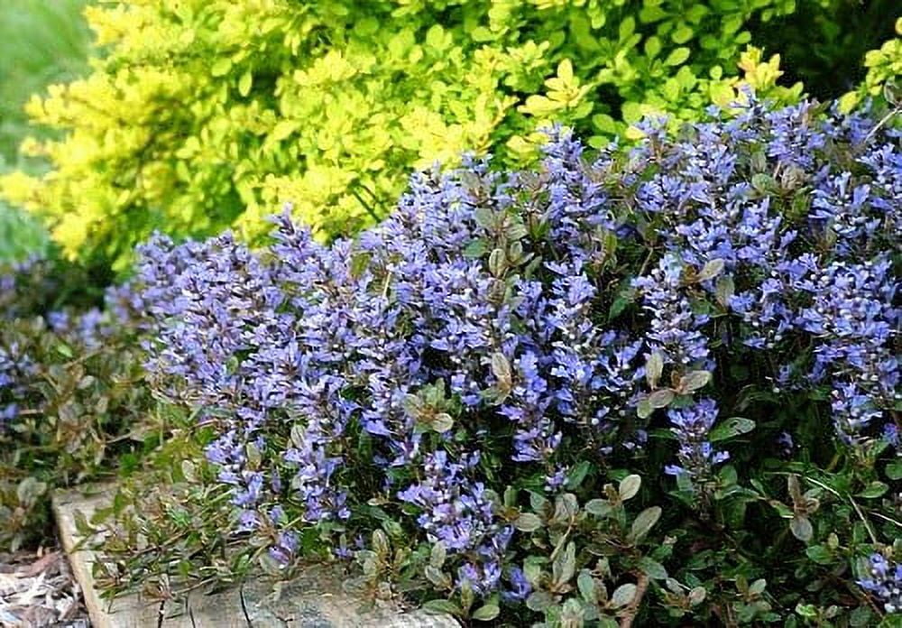 "Chocolate Chip Ajuga - Hardy Groundcover, Miniature Leaves, 48 Live ...