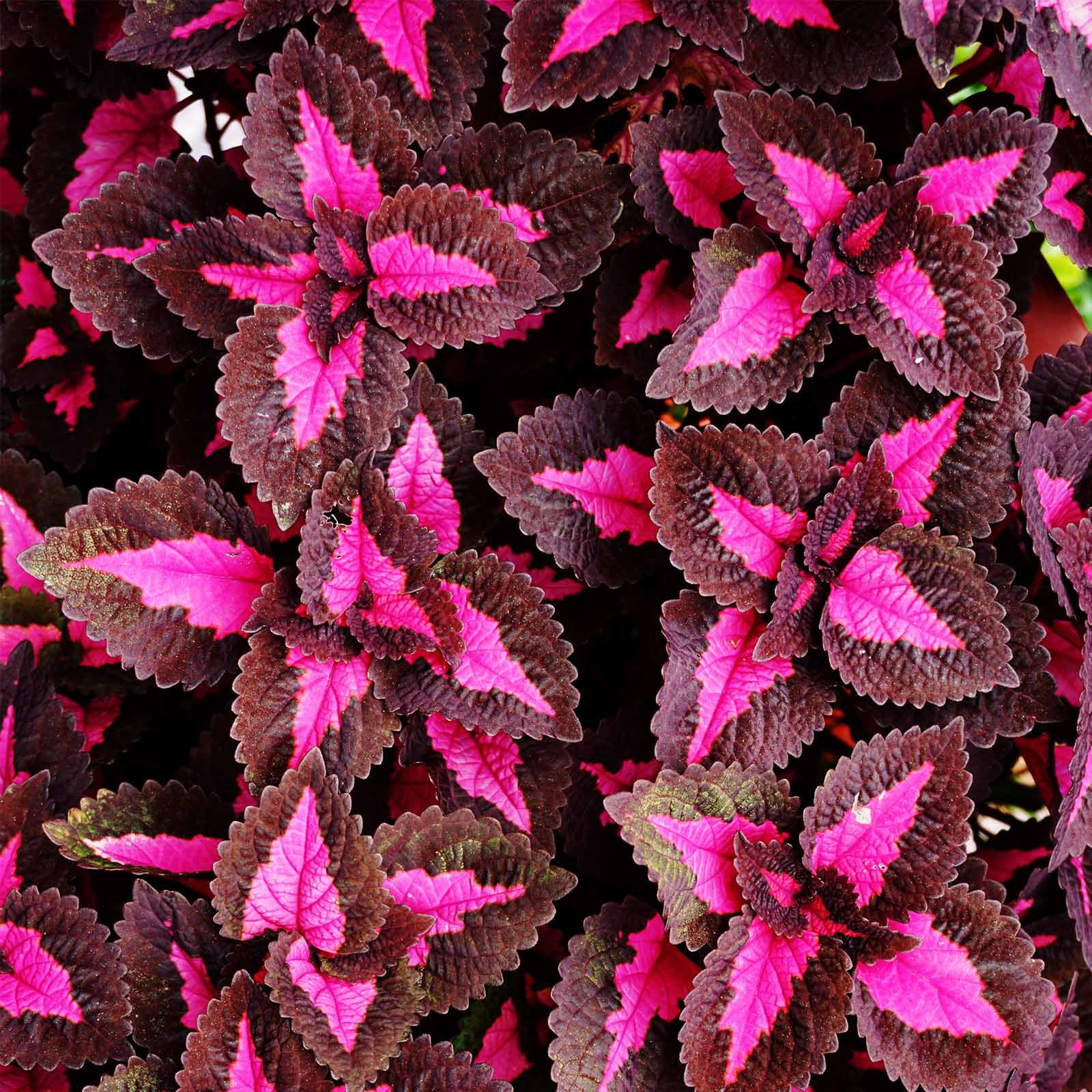 Chocolate Covered Cherry Coleus Seeds - 100 Seeds - Decorative House ...