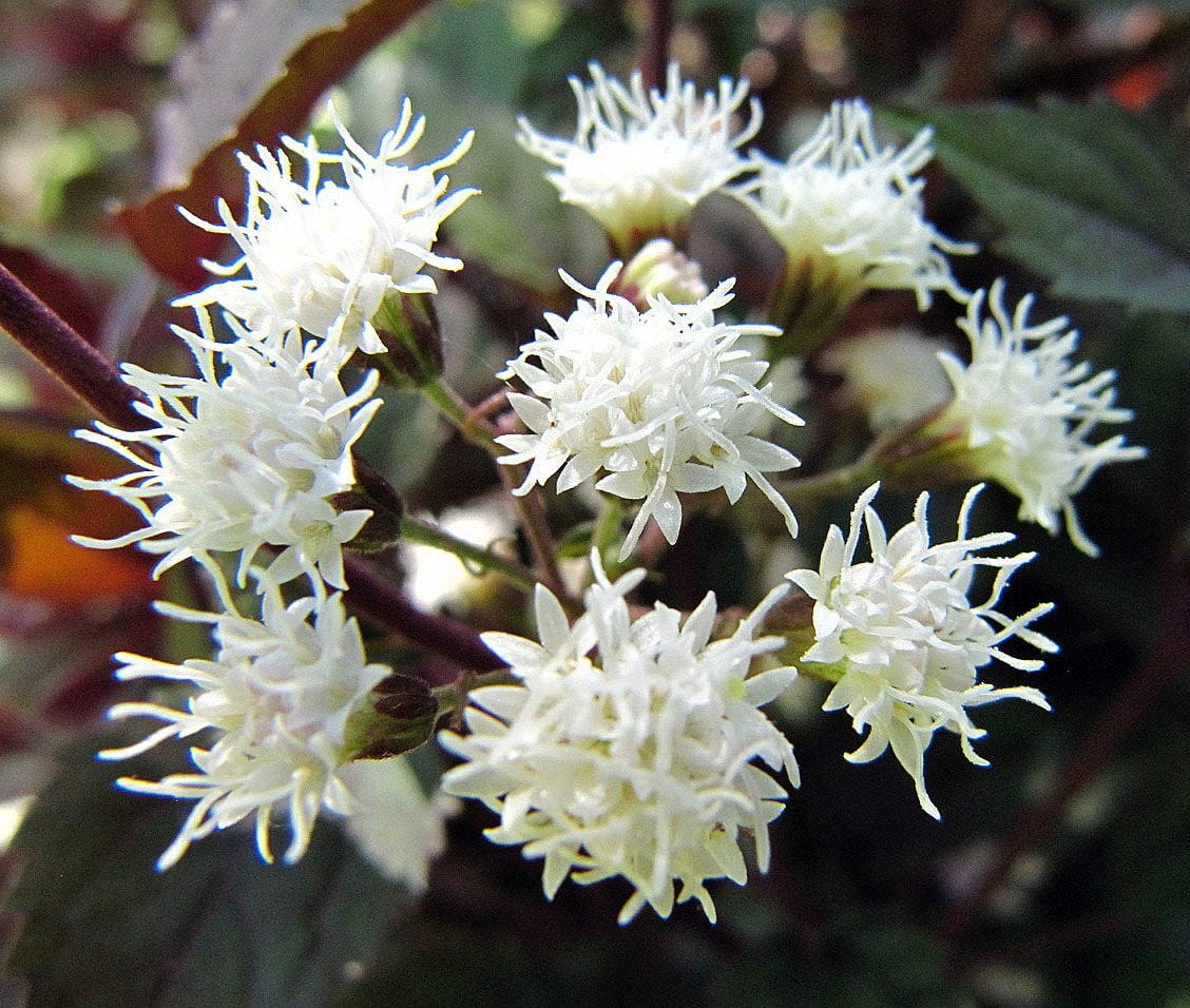 Chocolate Jo-Pye Weed - Eupatorium - NEW - Tall - Gallon Pot - Walmart.com