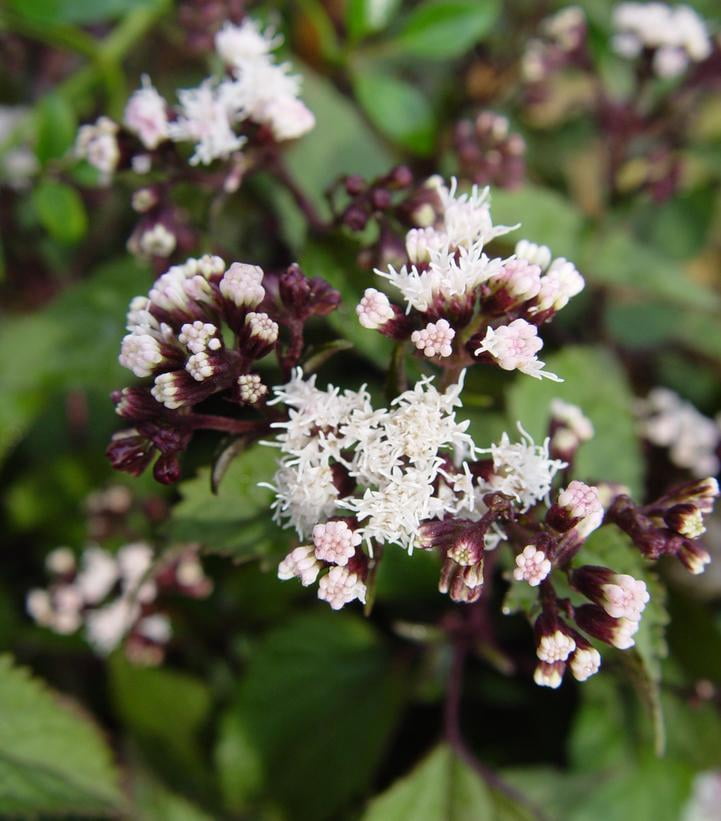 Chocolate Joe Pye Weed