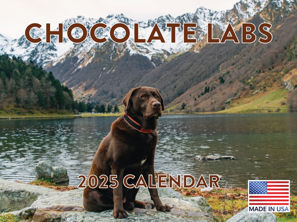 Chocolate Lab Calendar 2025 Labrador Retriever Dog Monthly Wall ...