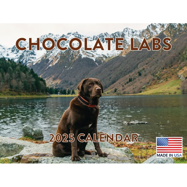 Chocolate Lab Calendar 2025 Labrador Retriever Dog Monthly Wall ...