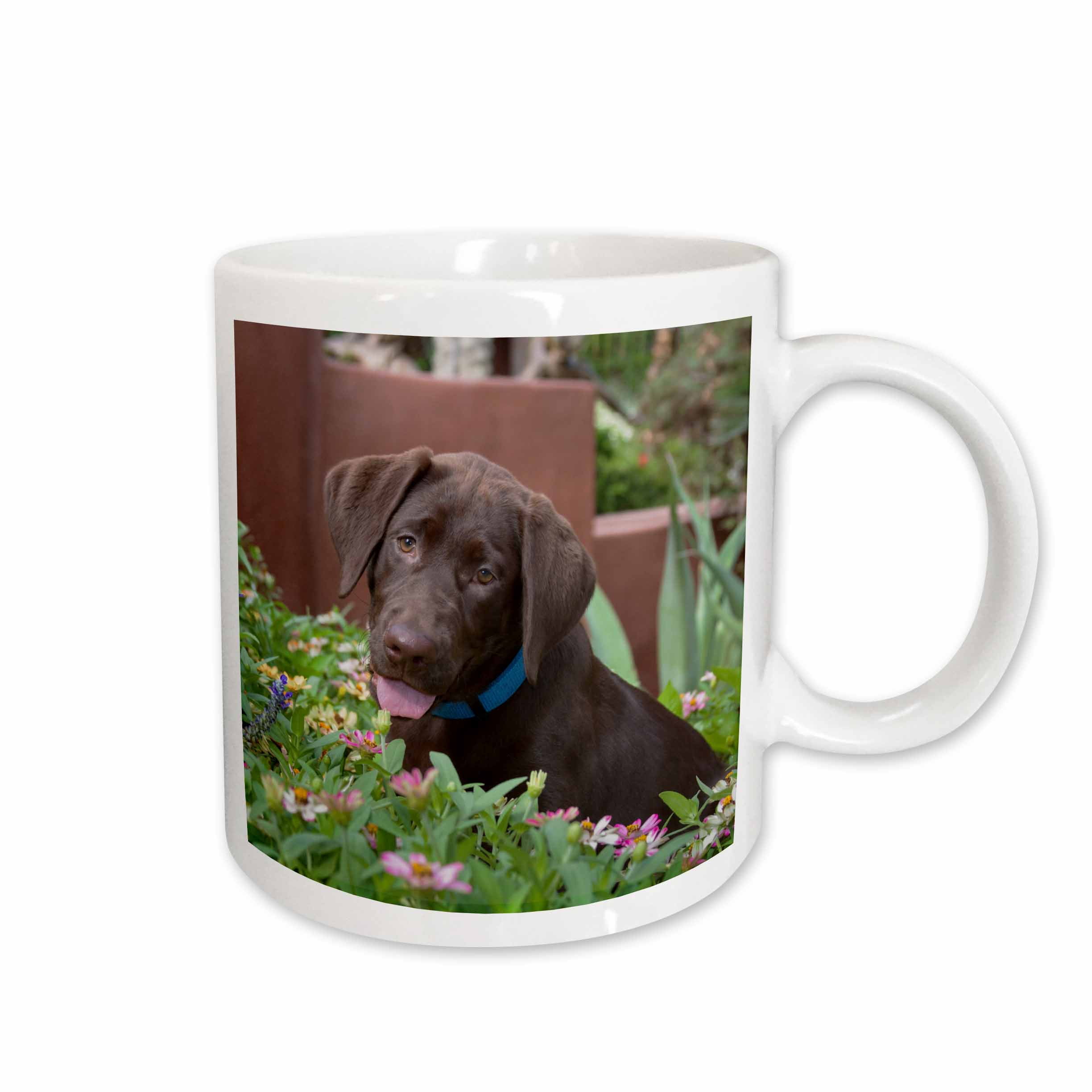 3drose, Chocolate Labrador Puppy in a Garden Setting, 15oz Mug ...