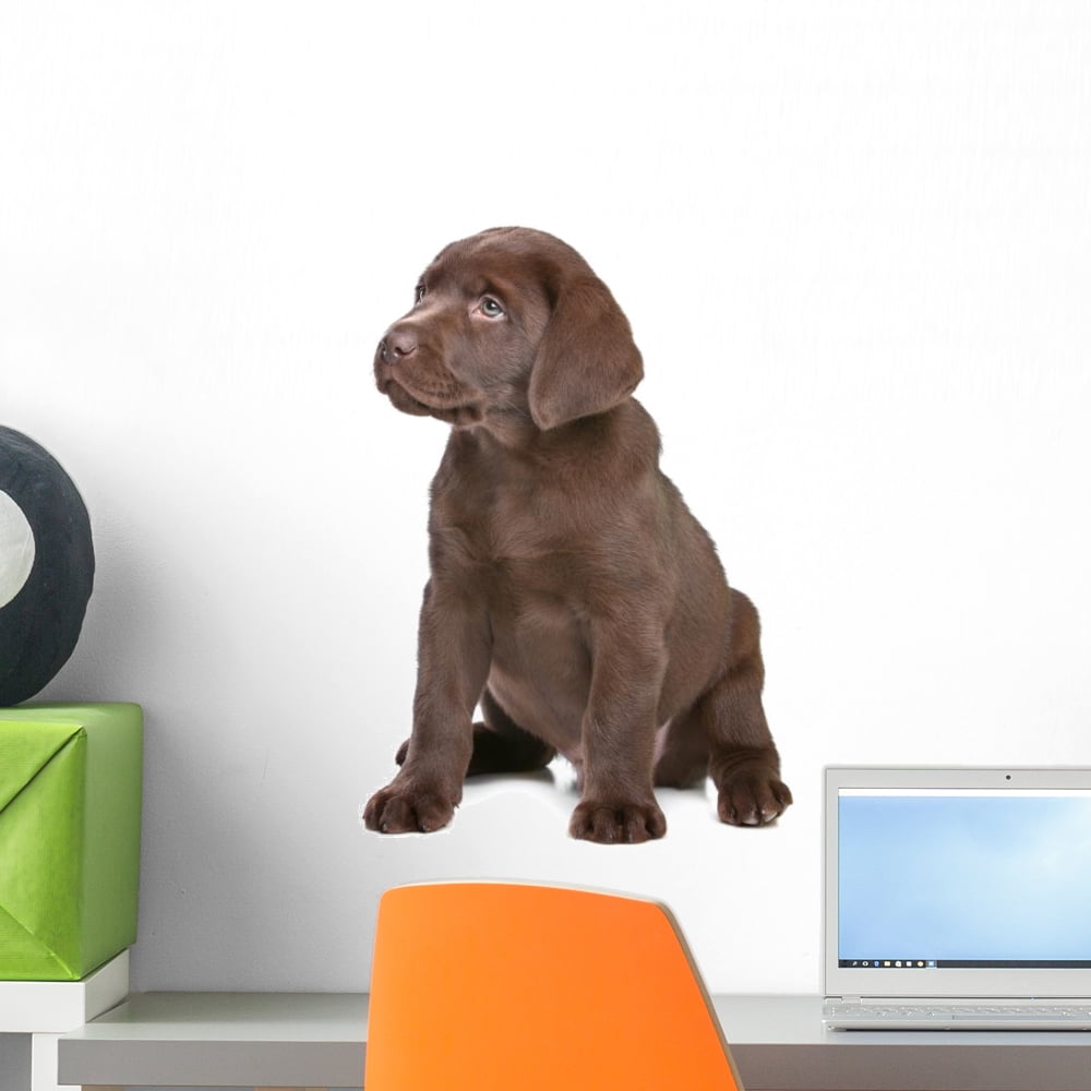Chocolate Labrador Puppy Wall Decal by Wallmonkeys Peel and Stick ...