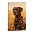 Chocolate Labrador Retriever In Wheat Field Rustic Farmhouse Dog For ...