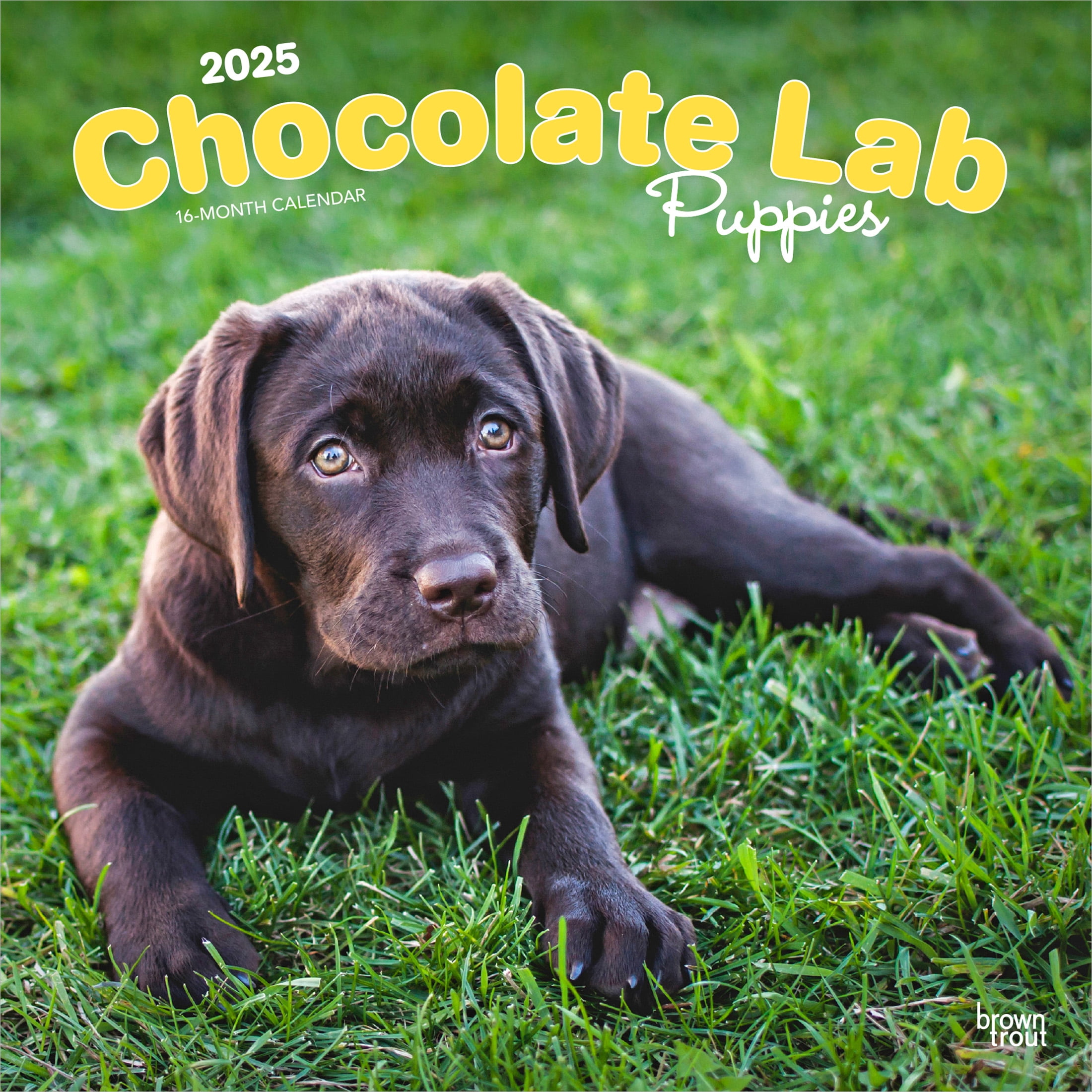 Chocolate Labrador Retriever Puppies | 2025 12x24" Wall Calendar ...